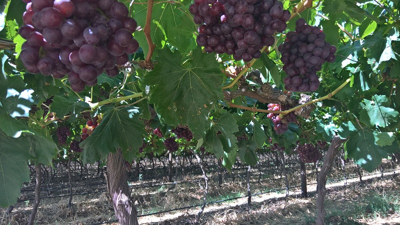 Good South African table grape crop realised despite ongoing drought ...